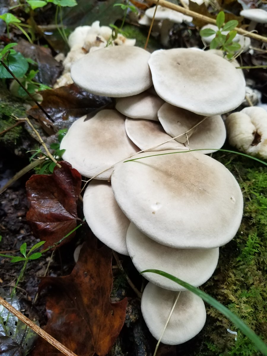 On maple stump - Identifying Mushrooms - Wild Mushroom Hunting