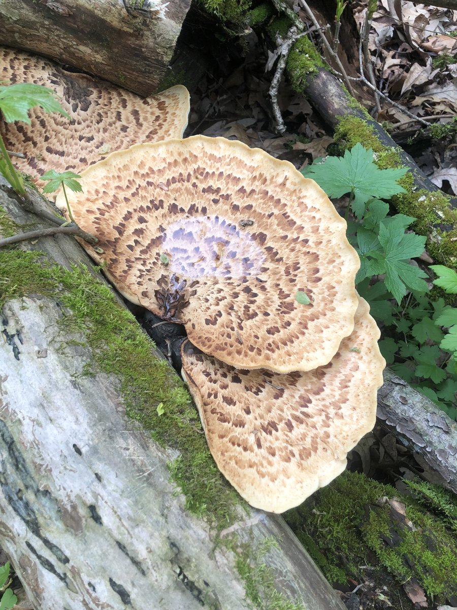 Are these pheasant back or dryads saddle? Are they edible ...