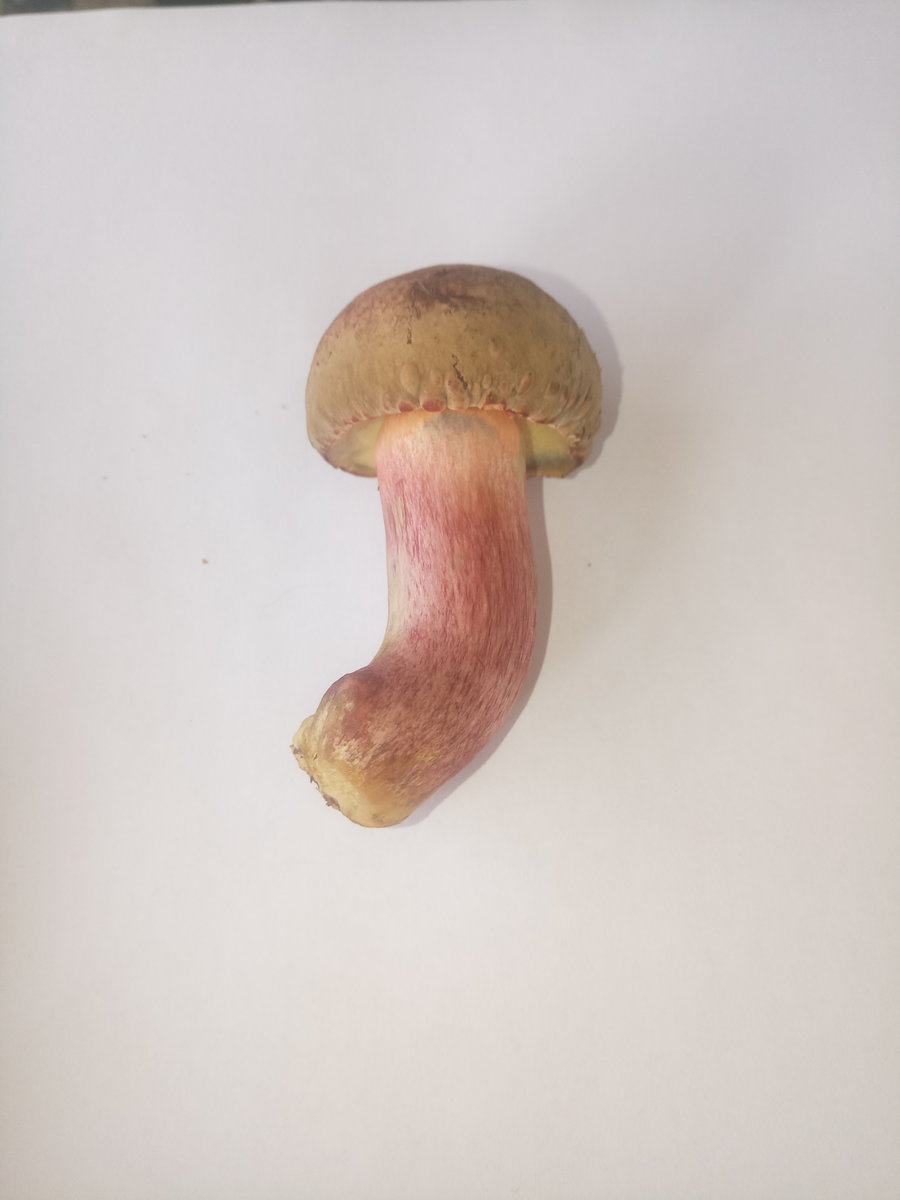 Bolete identification - Identifying Mushrooms - Wild Mushroom Hunting