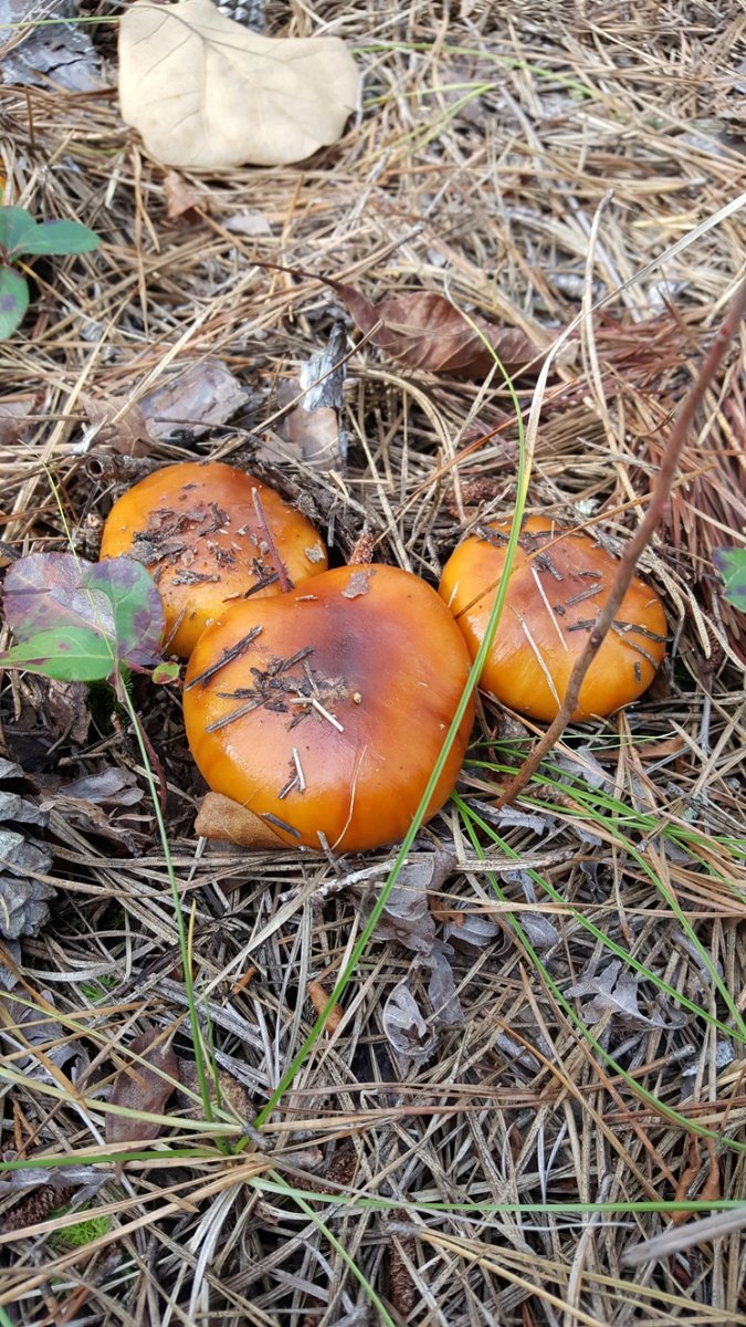 cortinarius ? - Identifying Mushrooms - Wild Mushroom Hunting