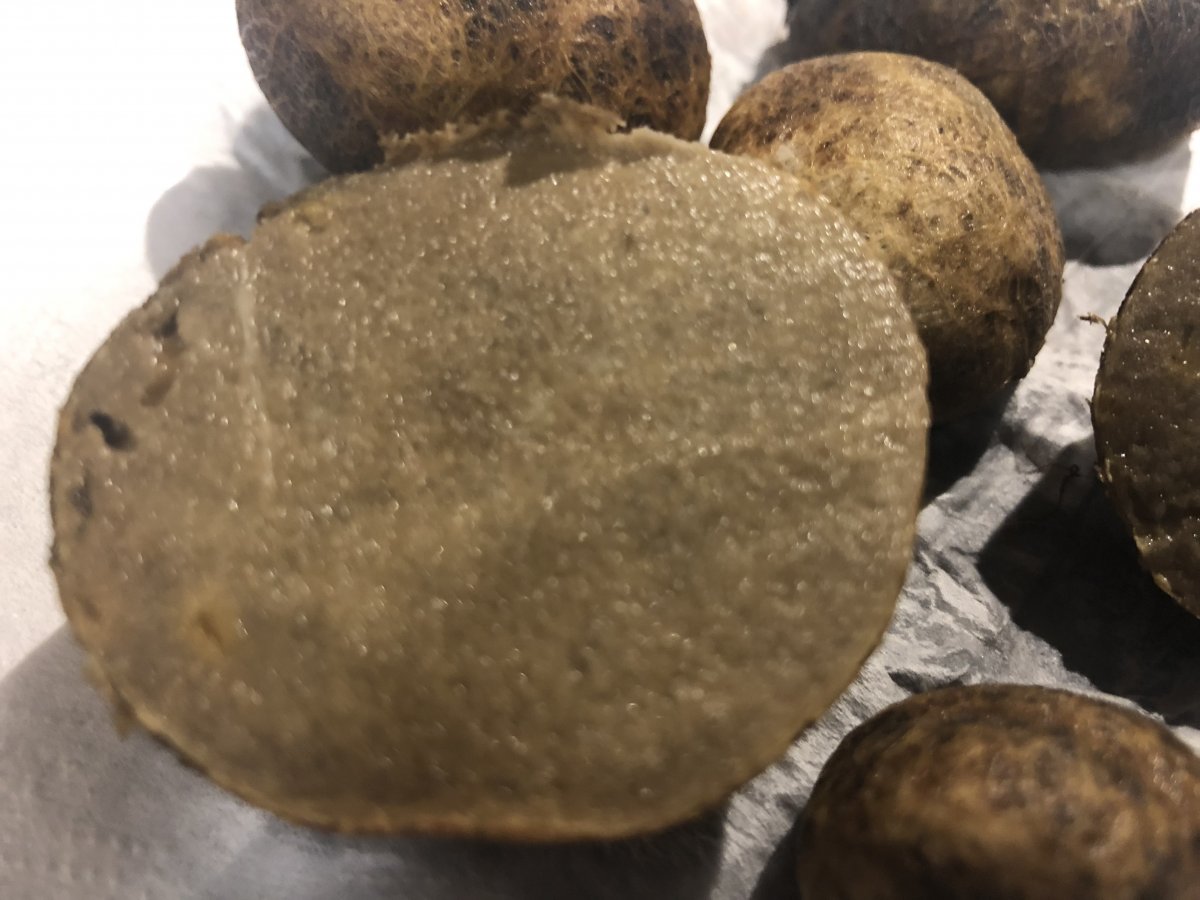 Truffles?? - Identifying Mushrooms - Wild Mushroom Hunting