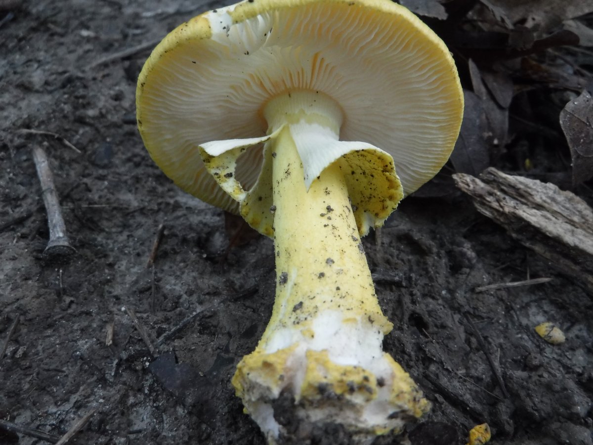 Amanita flavoconia? - Identifying Mushrooms - Wild Mushroom Hunting