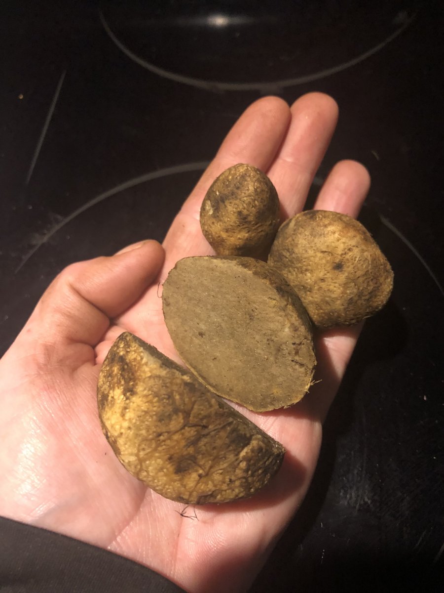 Truffles?? - Identifying Mushrooms - Wild Mushroom Hunting