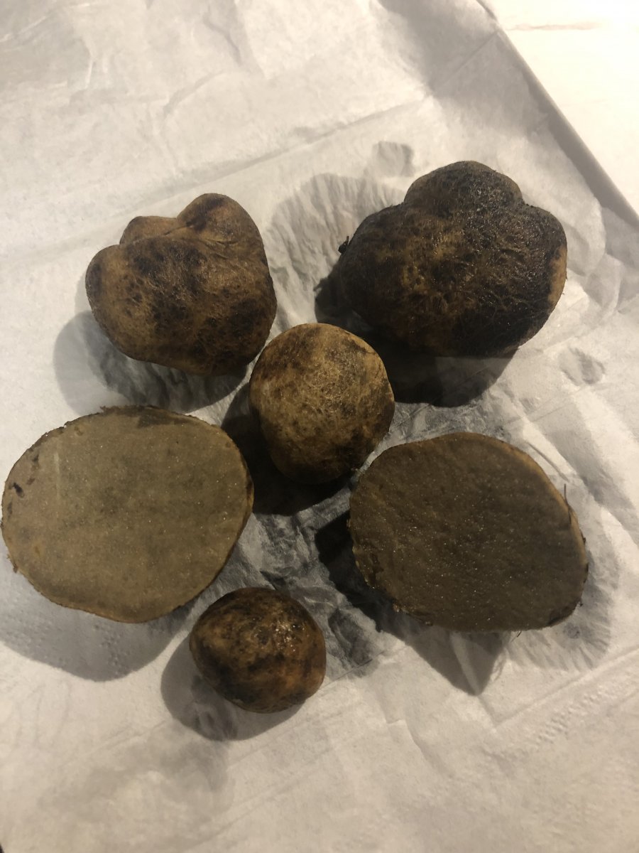Truffles?? - Identifying Mushrooms - Wild Mushroom Hunting
