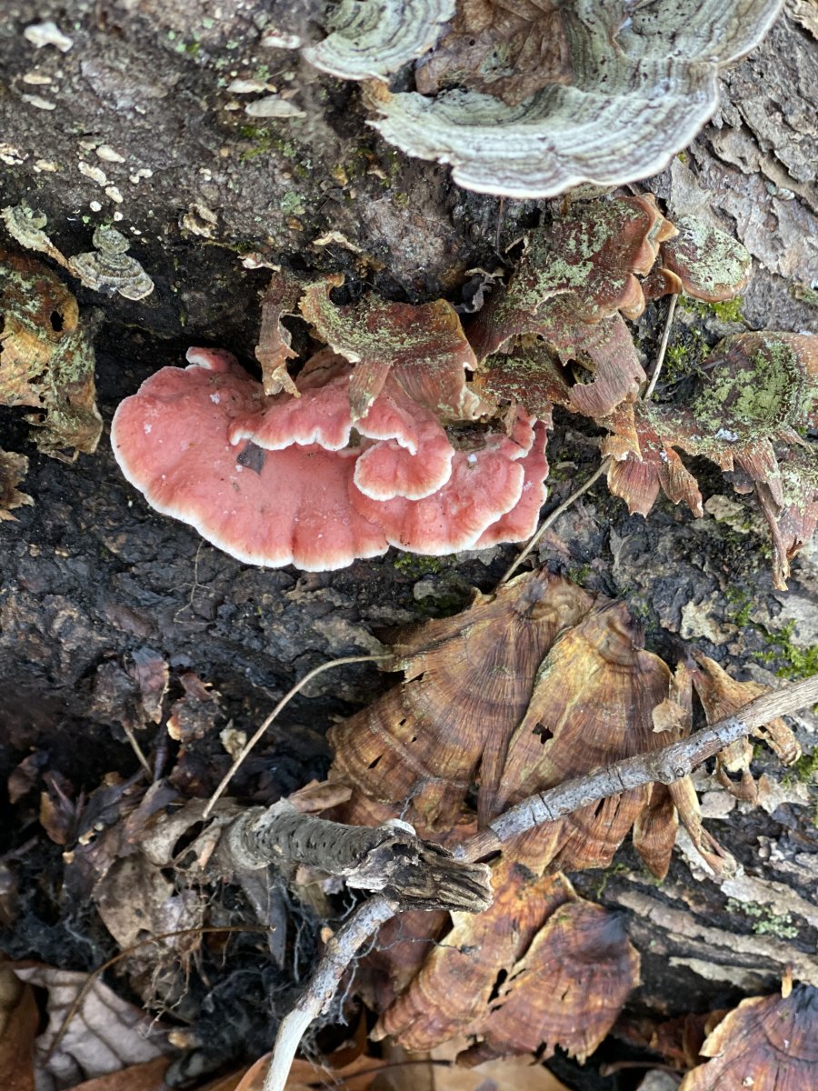 Help Me with This Winter Mushroom - Identifying Mushrooms - Wild ...
