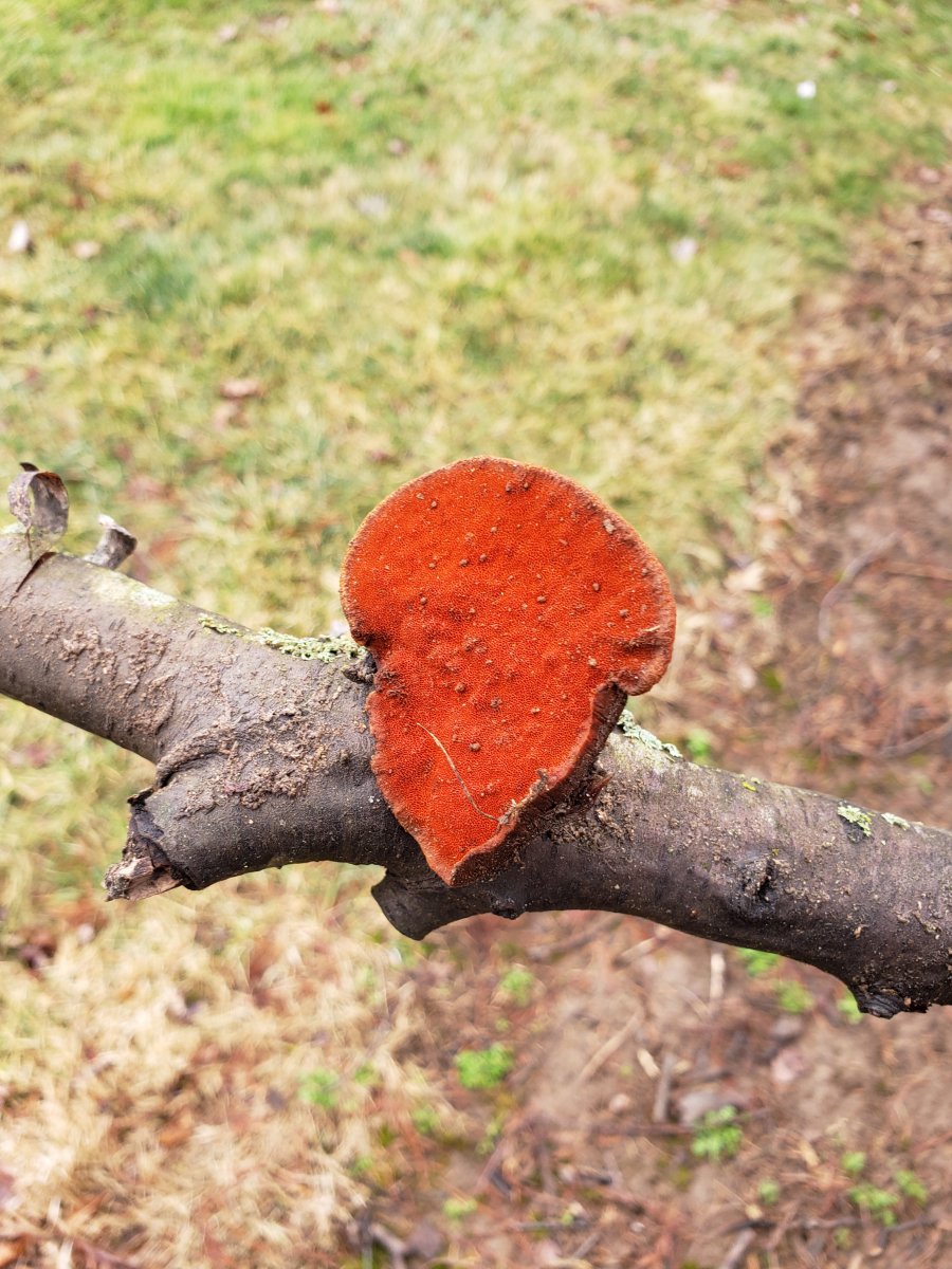 Red Shelf Mushroom ID? - Identifying Mushrooms - Wild Mushroom Hunting