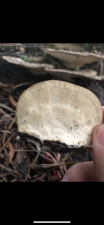 Polypore ID? - Identifying Mushrooms - Wild Mushroom Hunting