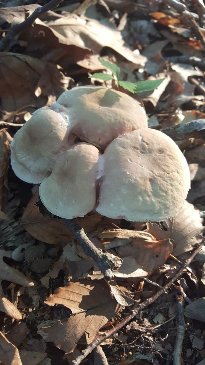 while bolete ID - Identifying Mushrooms - Wild Mushroom Hunting