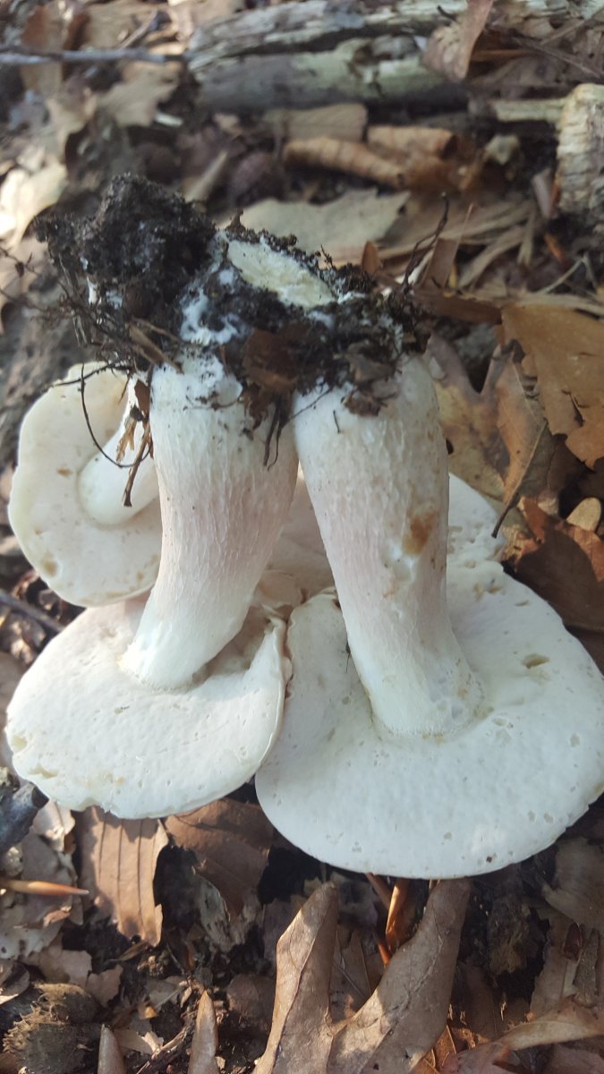 while bolete ID - Identifying Mushrooms - Wild Mushroom Hunting