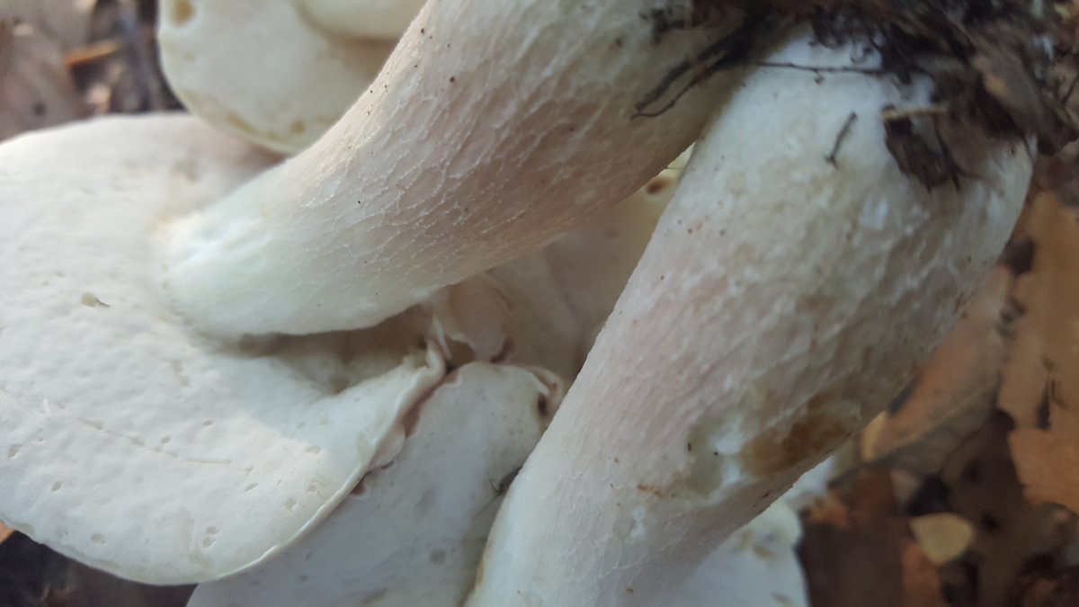 while bolete ID - Identifying Mushrooms - Wild Mushroom Hunting