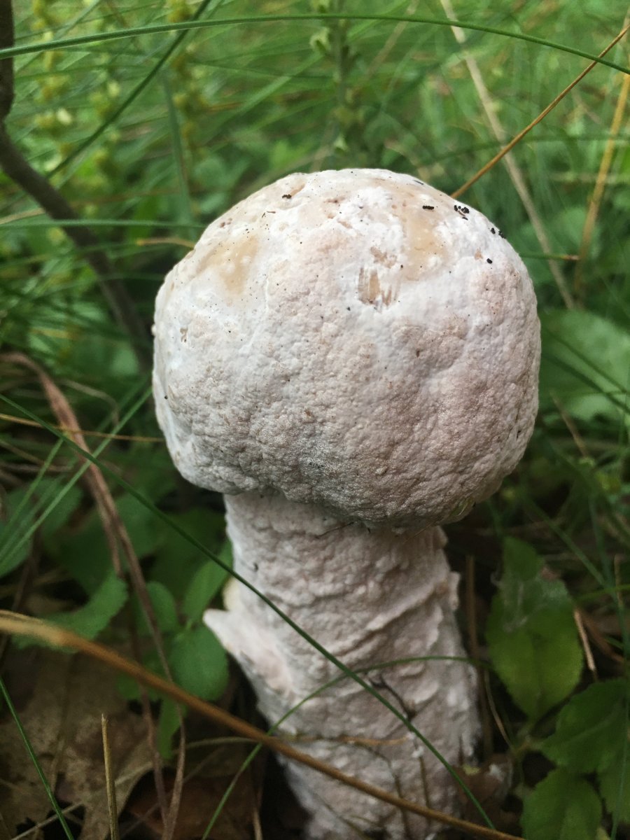 Weird mushrooms - Identifying Mushrooms - Wild Mushroom Hunting