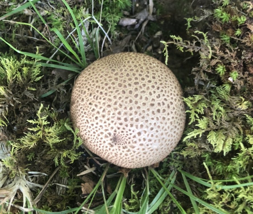 Puffball ID? - Identifying Mushrooms - Wild Mushroom Hunting