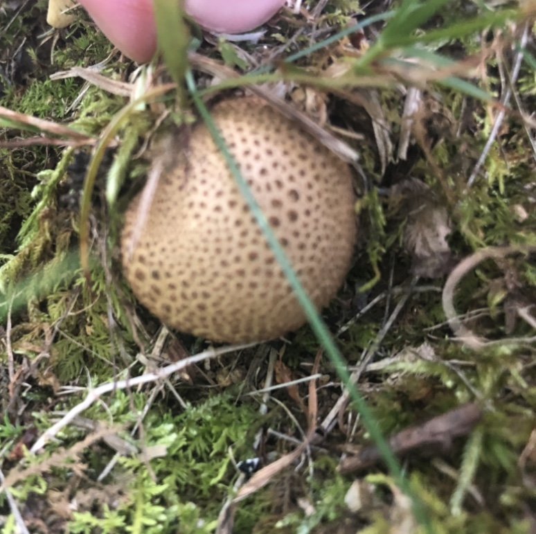Puffball ID? - Identifying Mushrooms - Wild Mushroom Hunting