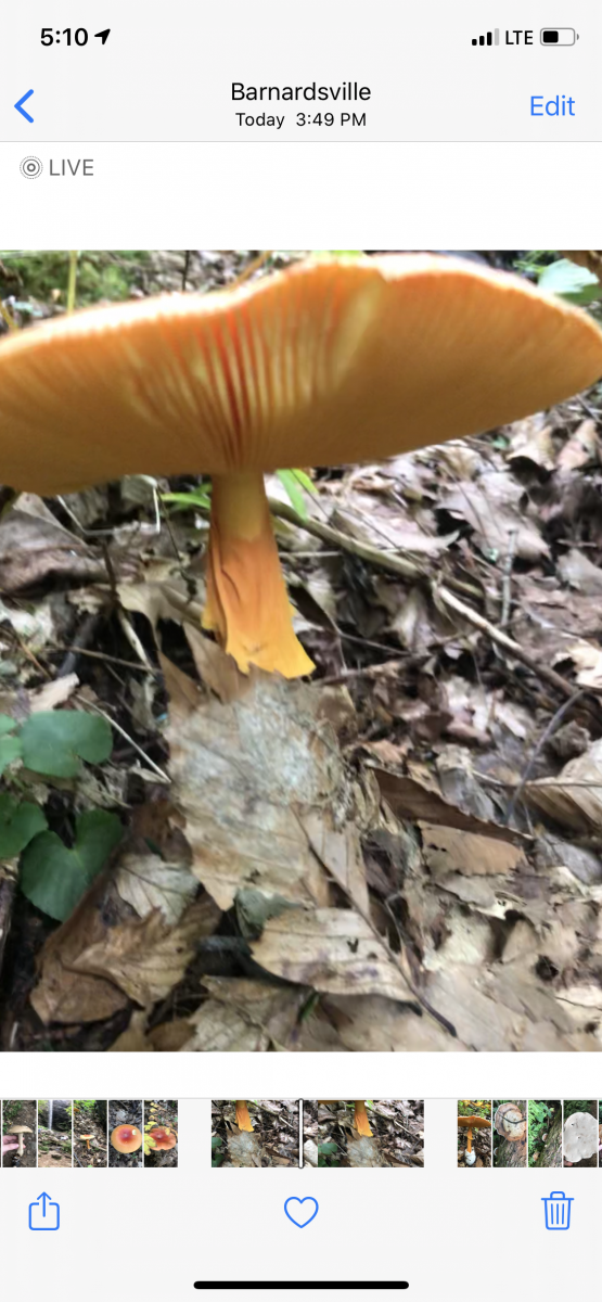 Orange Mushroom ID? - Identifying Mushrooms - Wild Mushroom Hunting