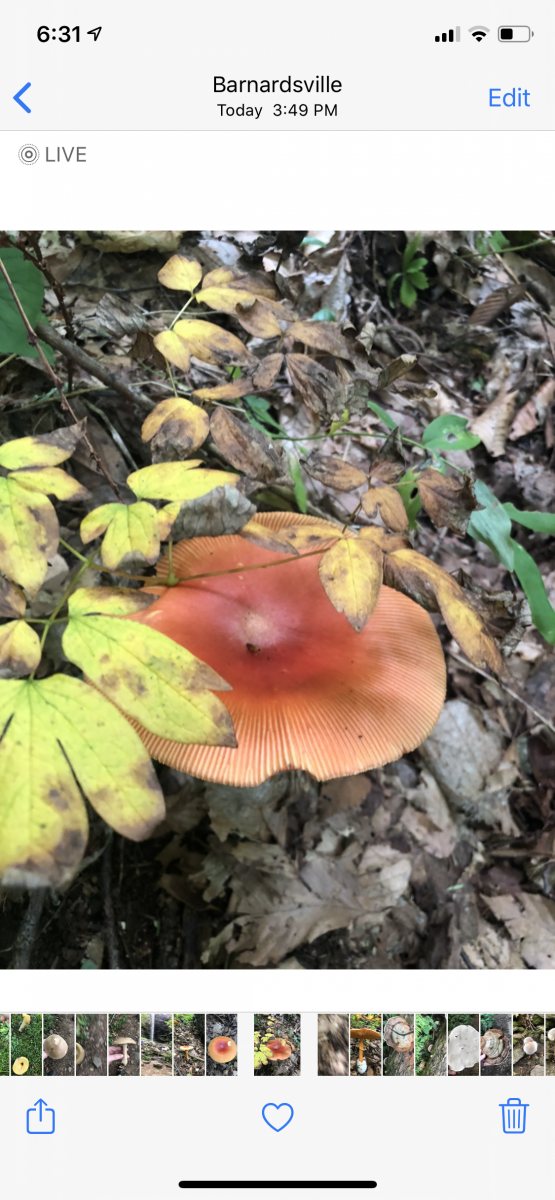 Orange Mushroom ID? - Identifying Mushrooms - Wild Mushroom Hunting