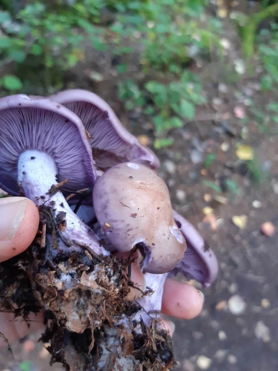 Wood blewit confirmation - Identifying Mushrooms - Wild Mushroom Hunting