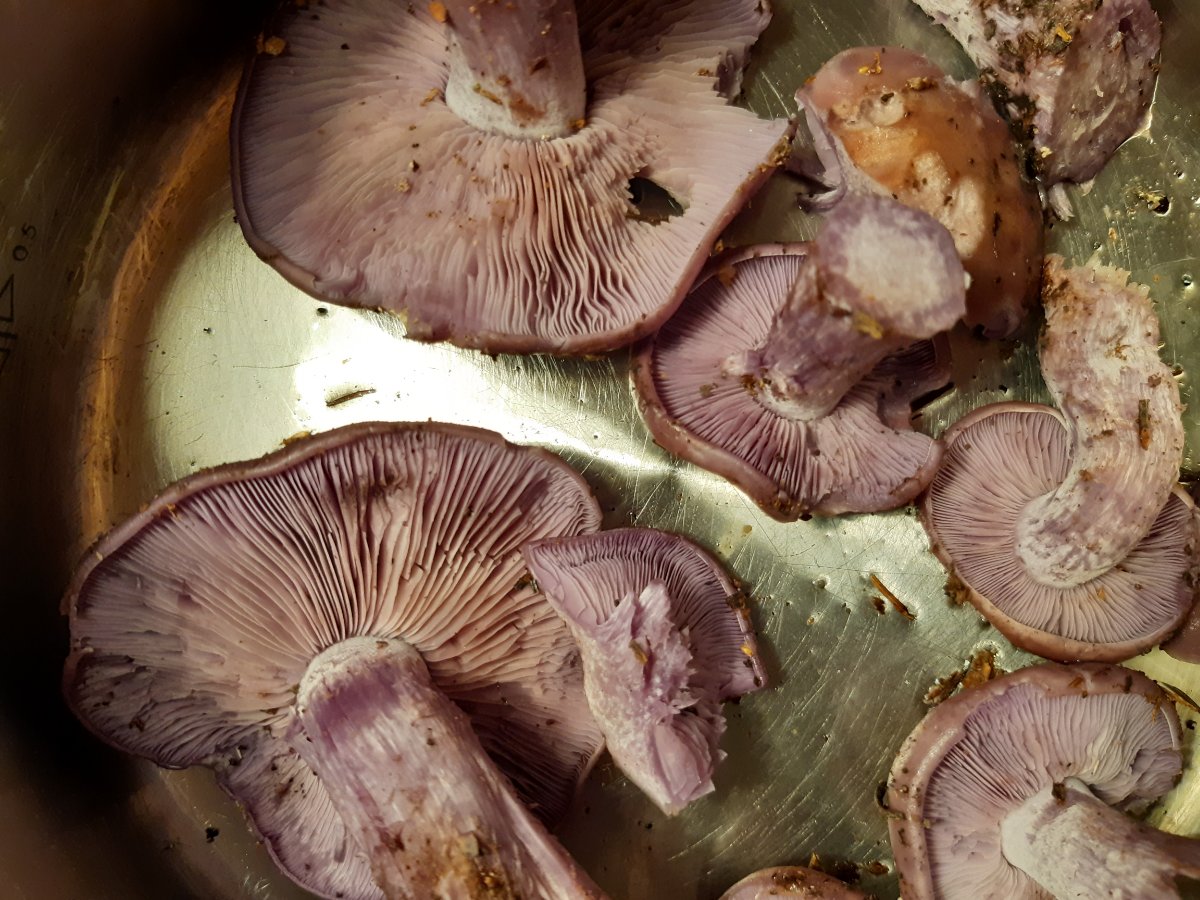 Wood blewit confirmation - Identifying Mushrooms - Wild Mushroom Hunting