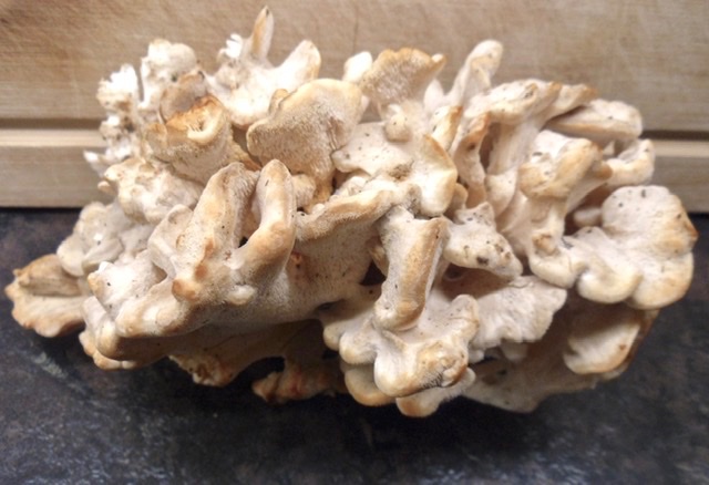 Berkeley’s or Hen of the Woods? - Identifying Mushrooms - Wild Mushroom ...