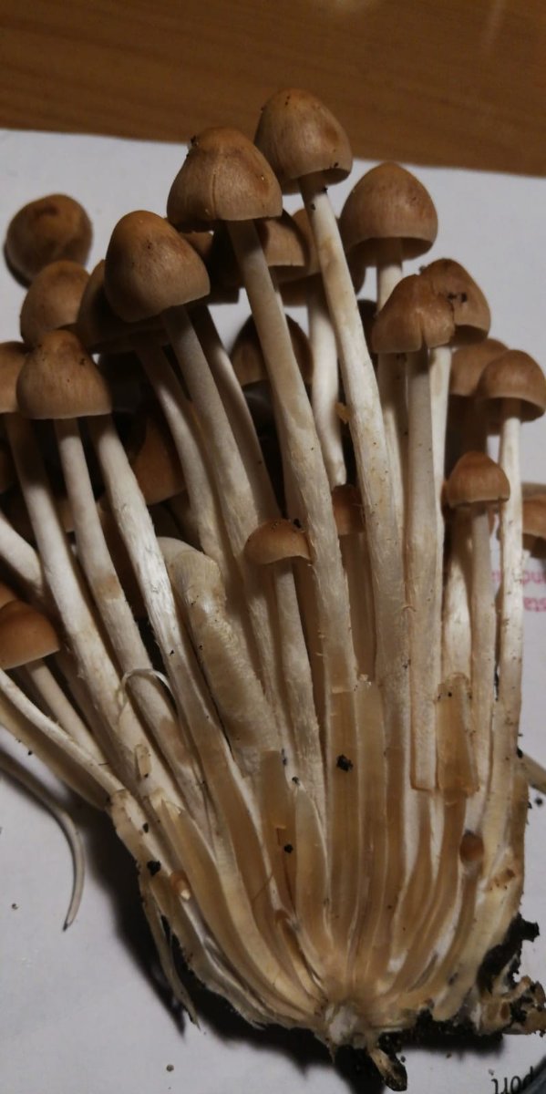 Need help identifying a cluster mushroom. Absolute beginner forager ...