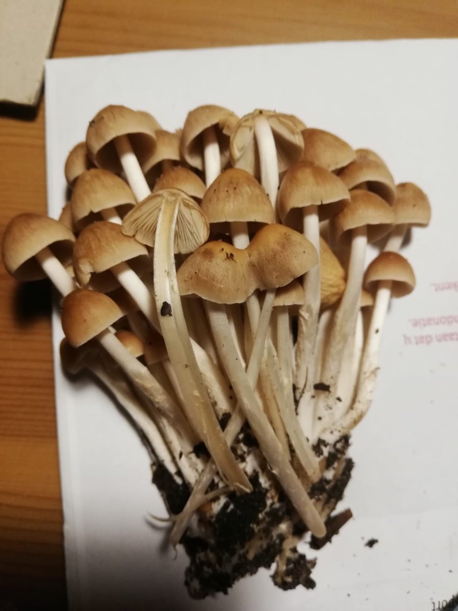 Need help identifying a cluster mushroom. Absolute beginner forager ...