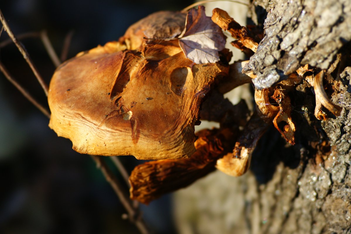 Mushroom found growing on live maple tree, what is it? - Identifying ...
