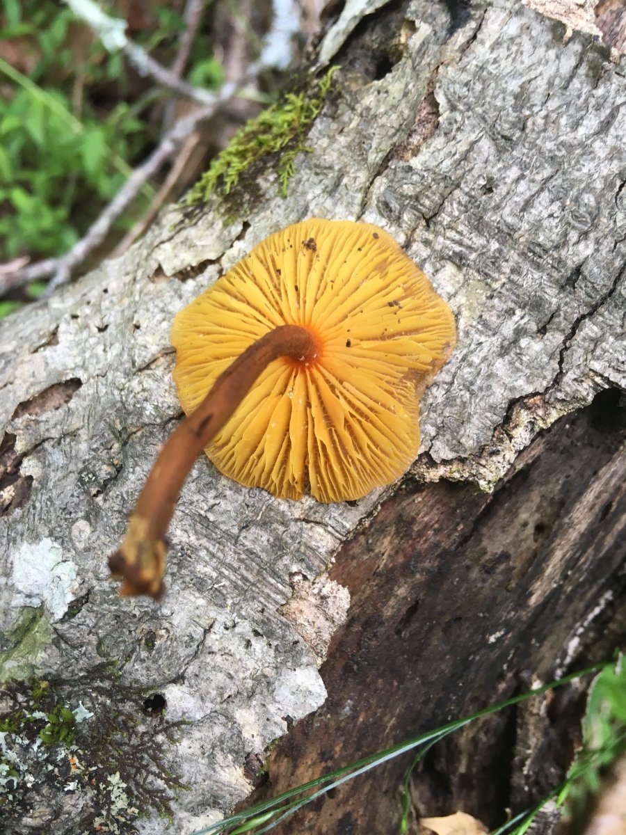 Orange Mushroom ID - Identifying Mushrooms - Wild Mushroom Hunting