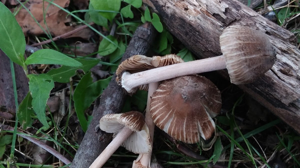 Inocybe ? - Identifying Mushrooms - Wild Mushroom Hunting