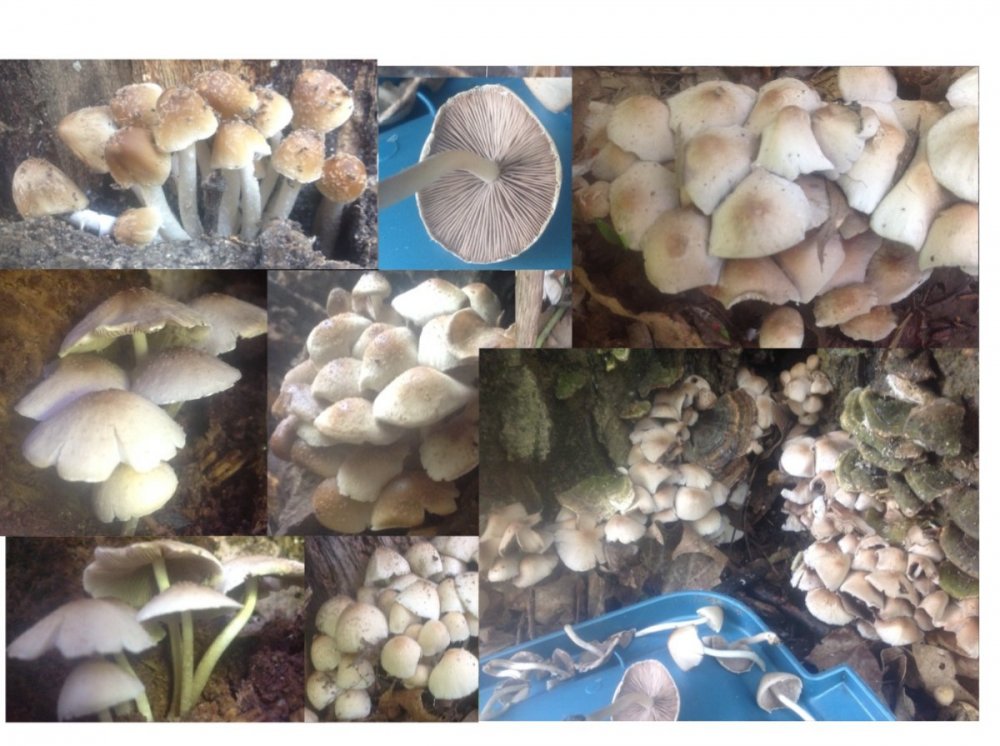 ID: prolific small whitish-tan clusters around logs. - Identifying ...