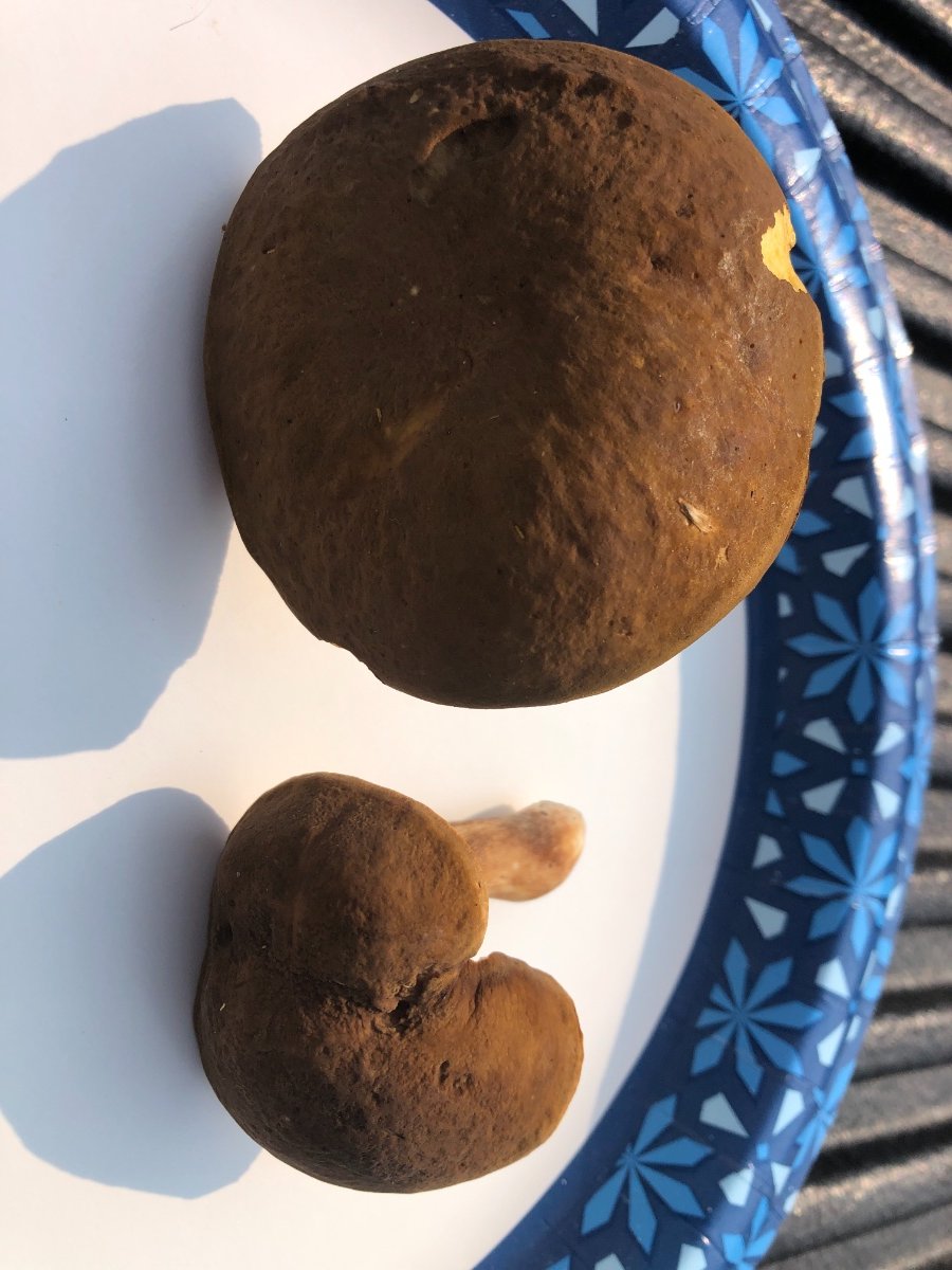 Xanthoconium affine? - Identifying Mushrooms - Wild Mushroom Hunting