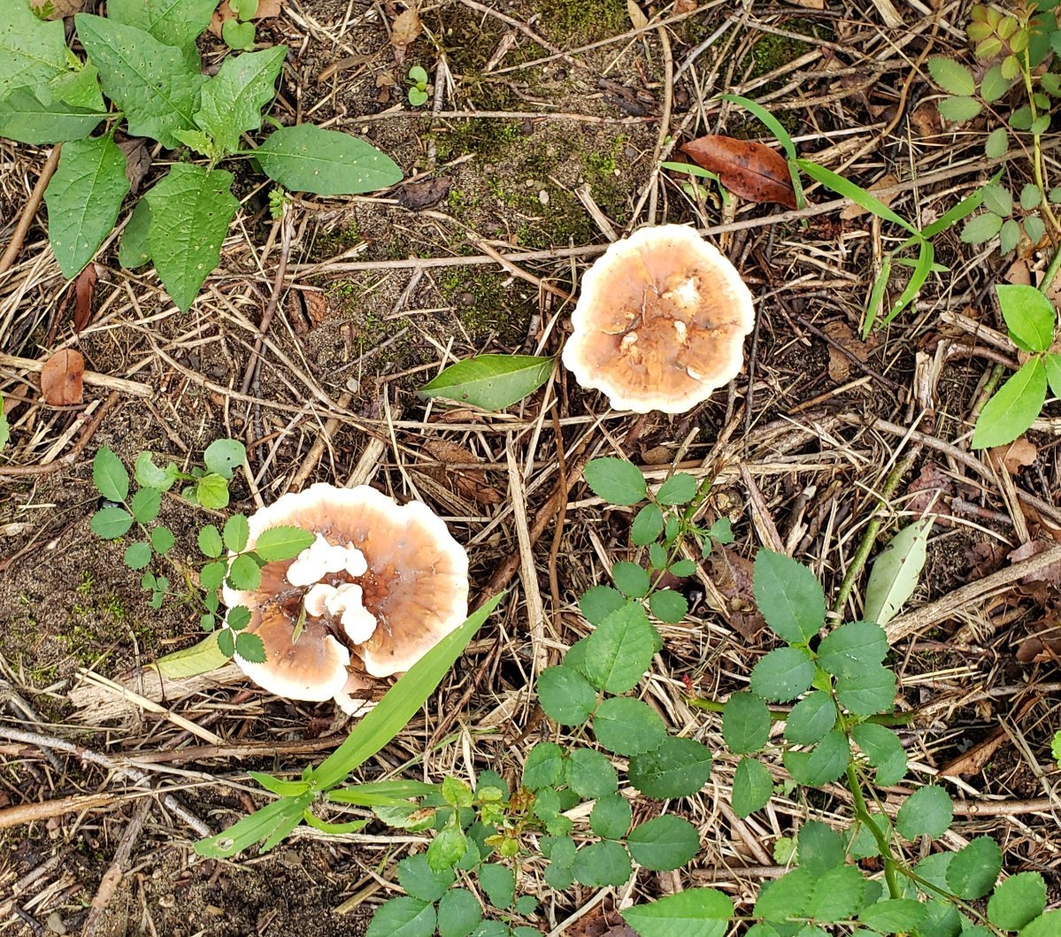 Brown Polypore - Identifying Mushrooms - Wild Mushroom Hunting