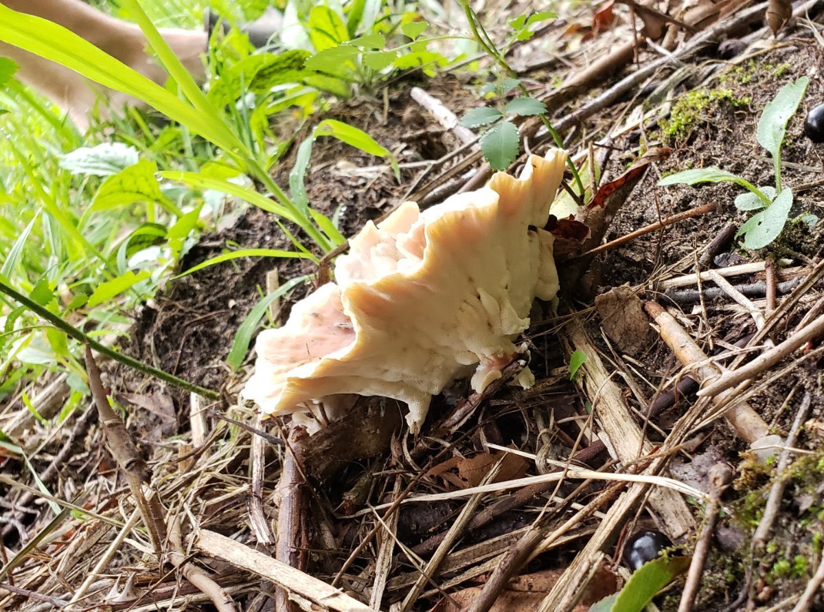 Brown Polypore - Identifying Mushrooms - Wild Mushroom Hunting