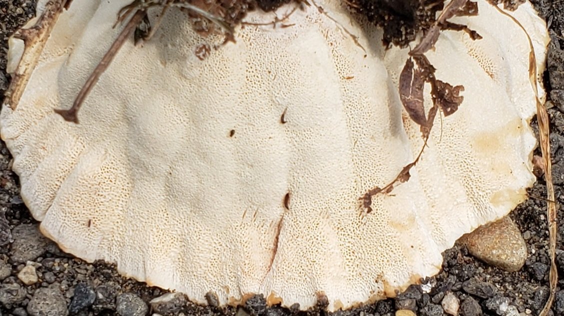 Brown Polypore - Identifying Mushrooms - Wild Mushroom Hunting