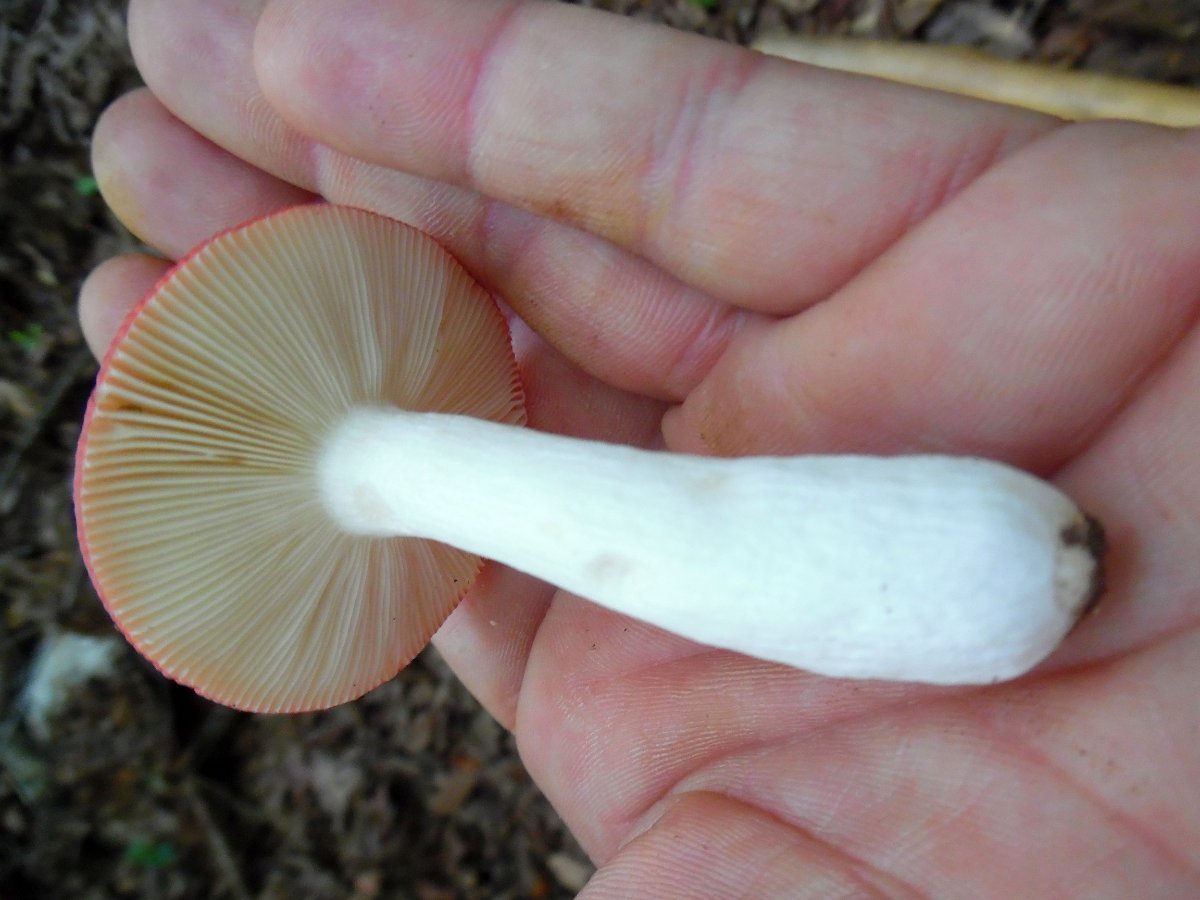 Russula ID. - Identifying Mushrooms - Wild Mushroom Hunting