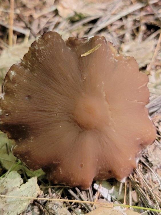 Distinctively floccose wood mushroom - Identifying Mushrooms - Wild ...