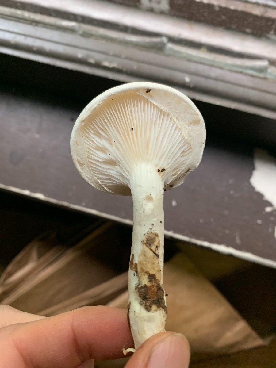 What is she ? Pleurotus dryinus? - Identifying Mushrooms - Wild ...
