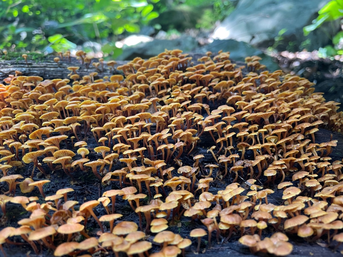 Help identifying wild mushrooms - Identifying Mushrooms - Wild Mushroom ...