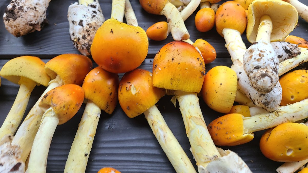 Amanita crocea (orange grisette)? - Identifying Mushrooms - Wild ...