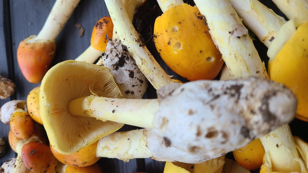 Amanita crocea (orange grisette)? - Identifying Mushrooms - Wild ...