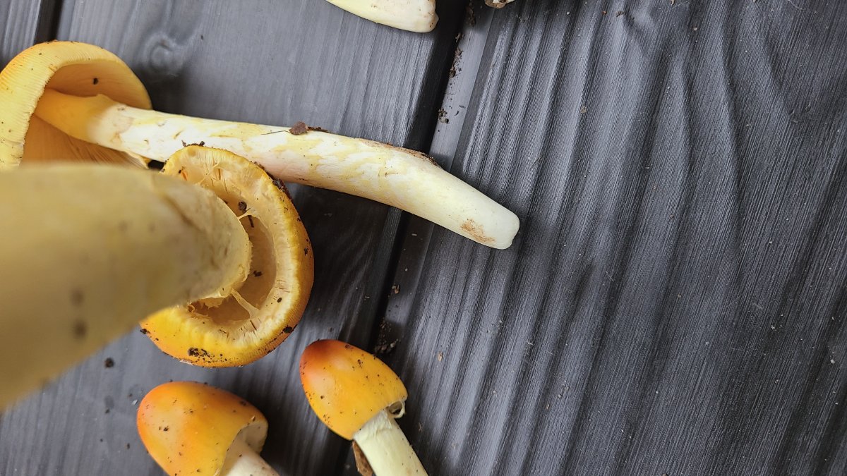 Amanita crocea (orange grisette)? - Identifying Mushrooms - Wild ...