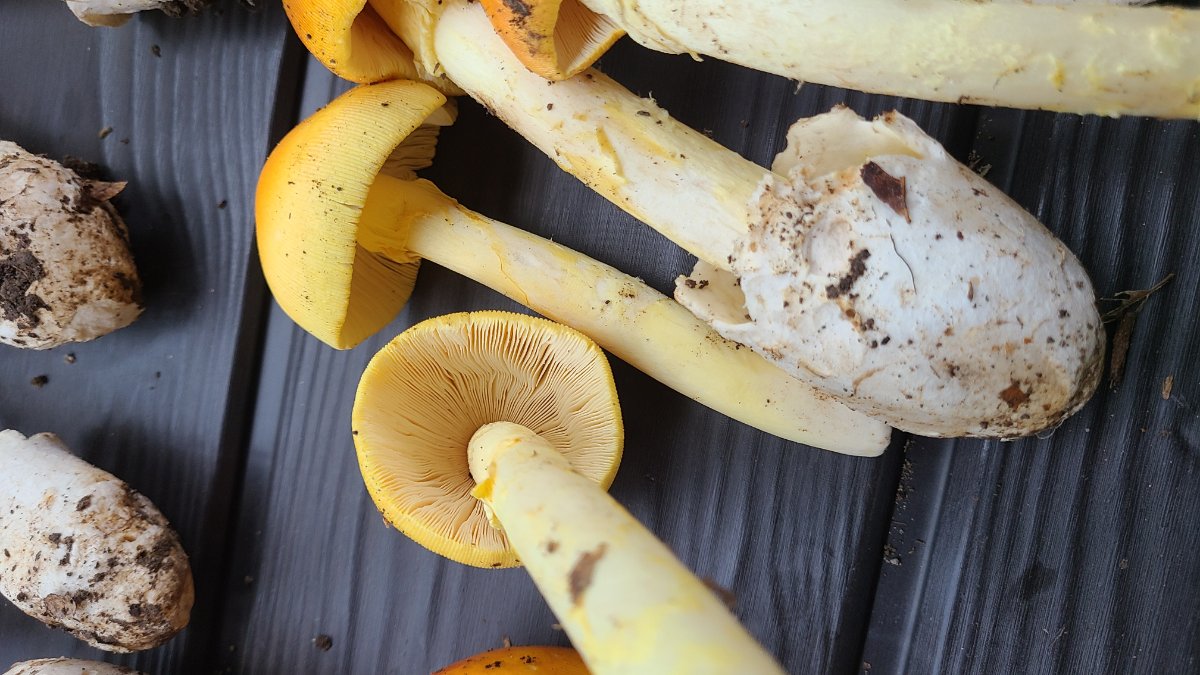 Amanita crocea (orange grisette)? - Identifying Mushrooms - Wild ...
