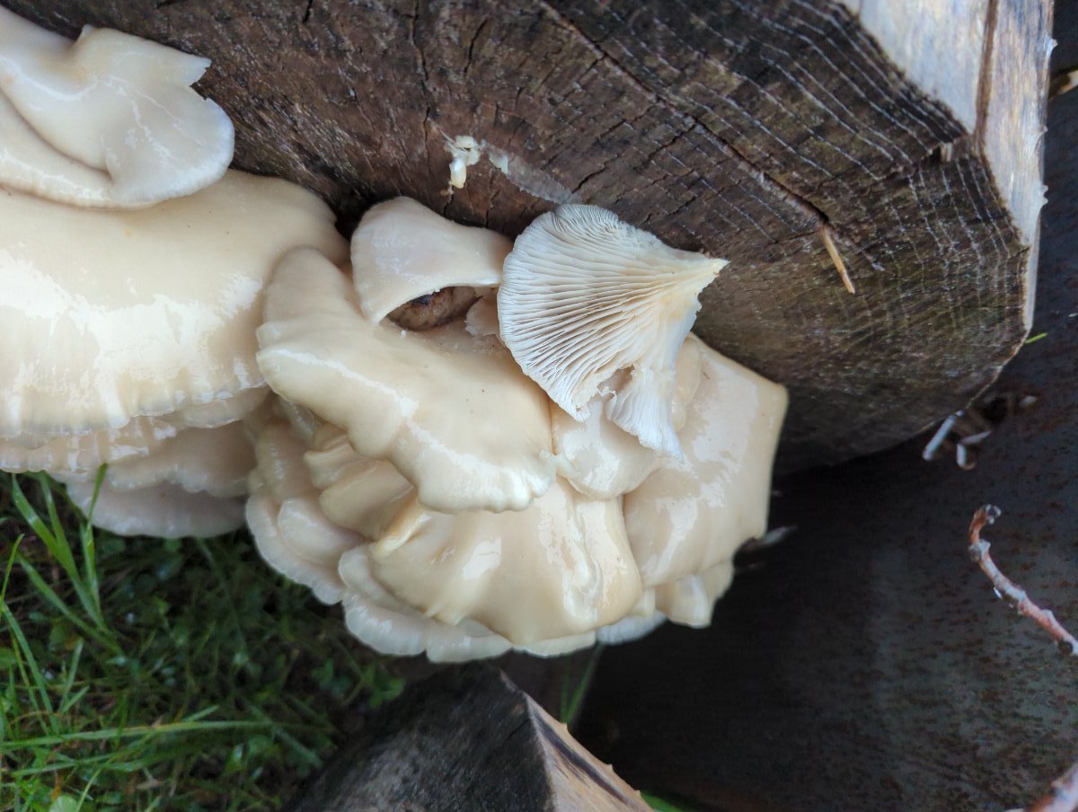 What is this and can I eat it? - Identifying Mushrooms - Wild Mushroom ...