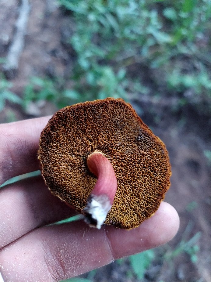 Help identifying - Identifying Mushrooms - Wild Mushroom Hunting