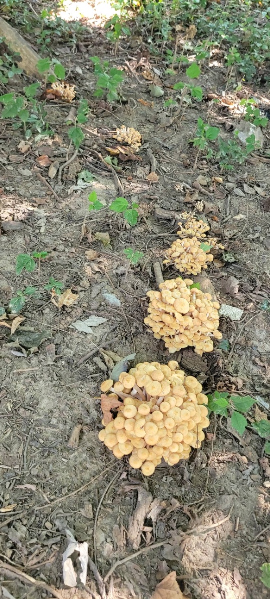 Kentucky mushroom identification - Identifying Mushrooms - Wild ...