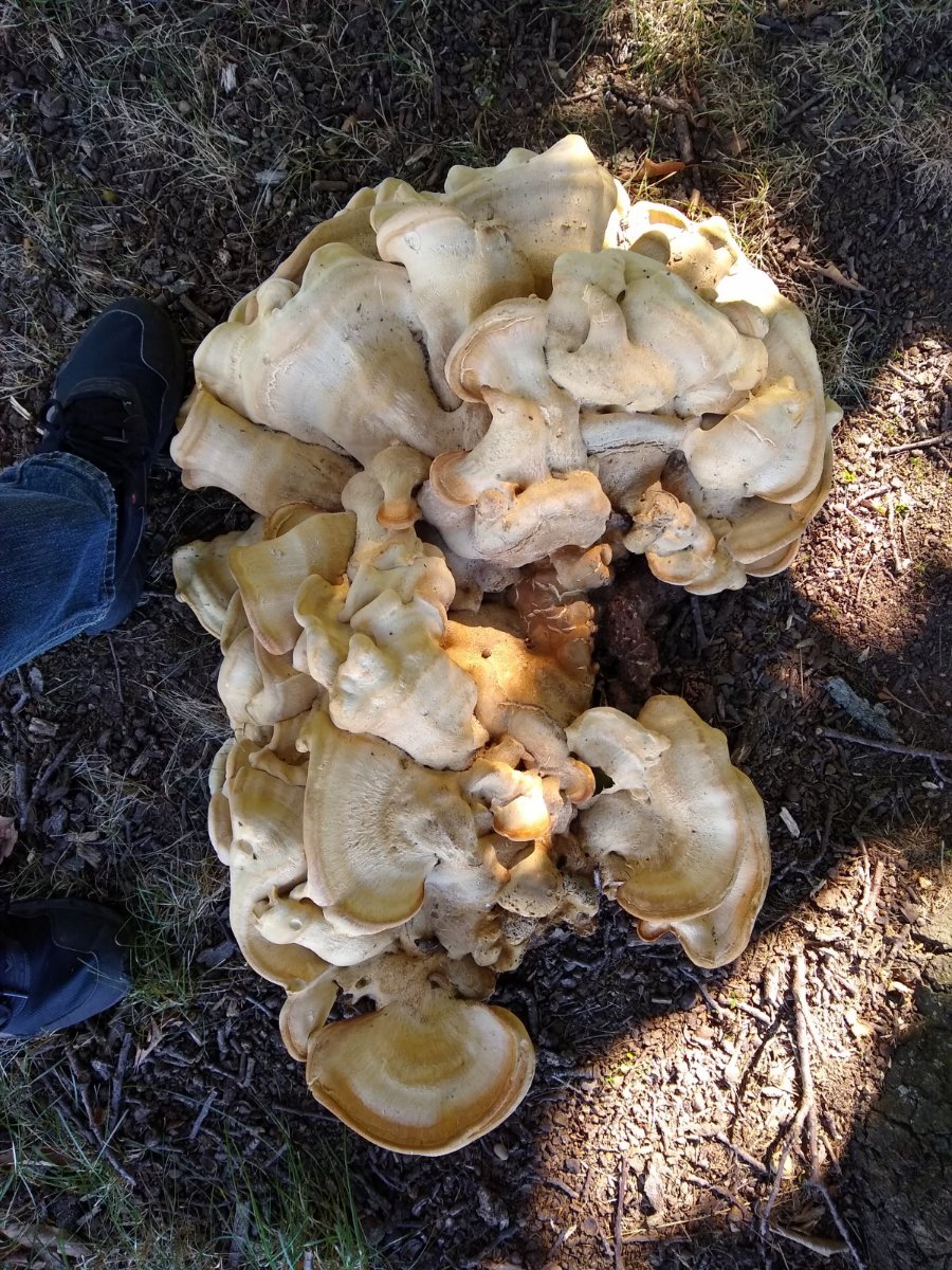 Berkeley's Polypore? - Identifying Mushrooms - Wild Mushroom Hunting