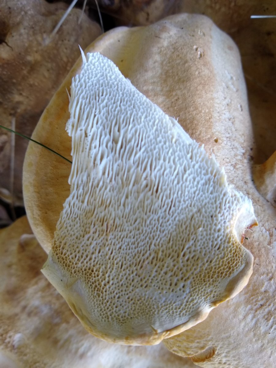 Berkeley's Polypore? - Identifying Mushrooms - Wild Mushroom Hunting