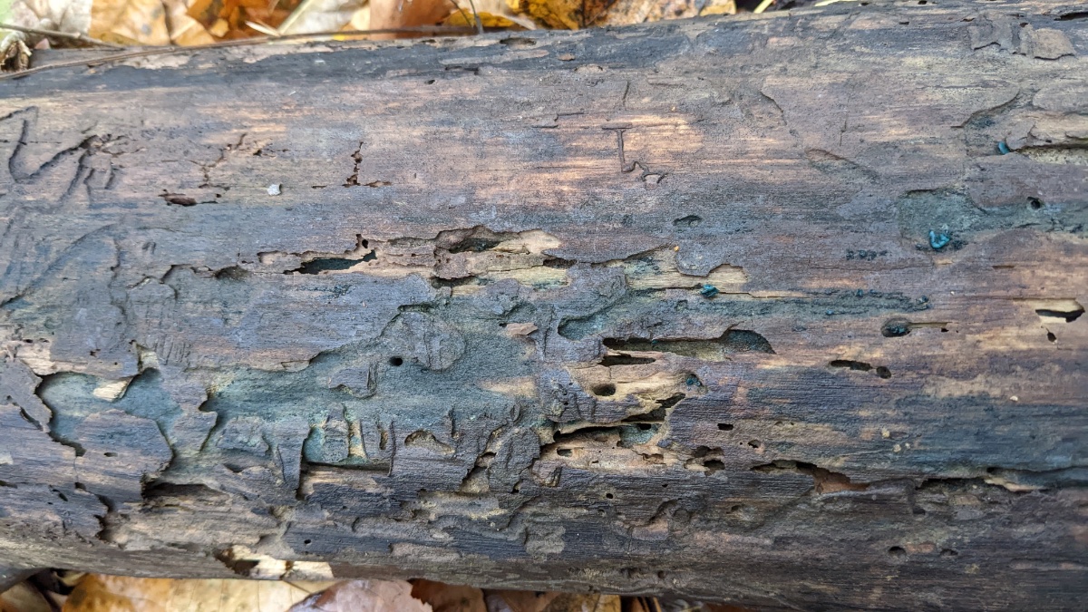 Chlorociboria Sp General Mushroom Discussion Wild Mushroom Hunting Chlorociboria Sp General Mushroom Discussion Wild Mushroom Hunting