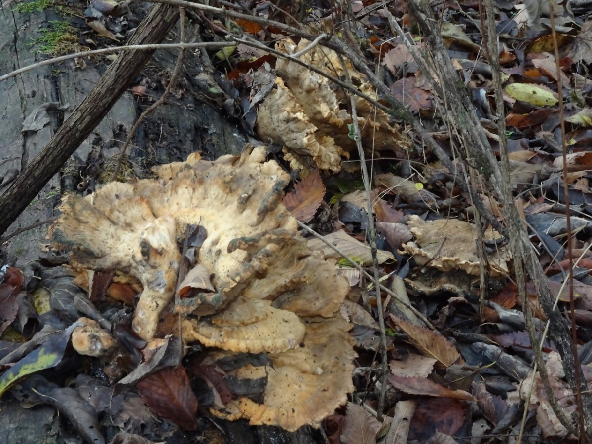 Chicken? - Identifying Mushrooms - Wild Mushroom Hunting