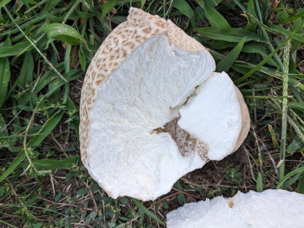 Puffball ID - Identifying Mushrooms - Wild Mushroom Hunting