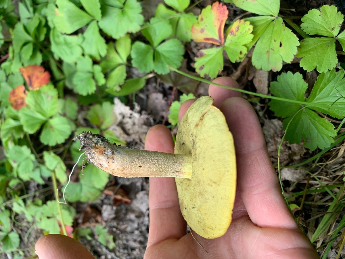 Unknown bolete? - Identifying Mushrooms - Wild Mushroom Hunting