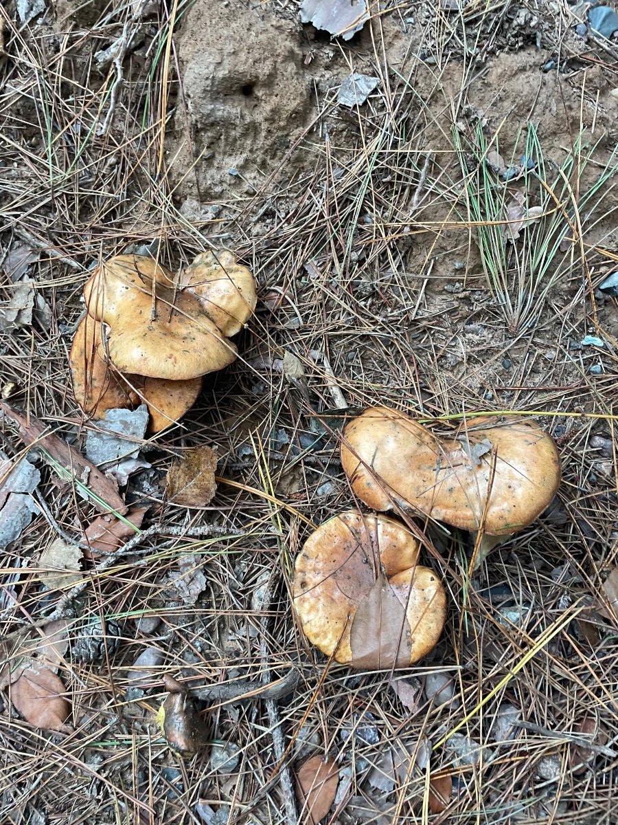 What kind of mushroom is this and is it edible? - Identifying Mushrooms ...